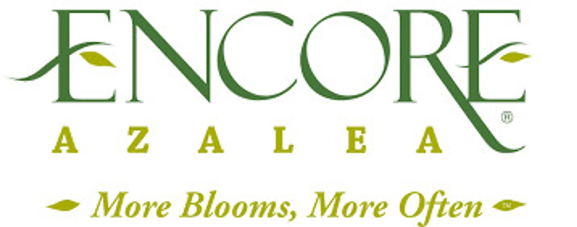 Encore Azalea Promo Codes - 15% Off (Sitewide) in Jun 2025